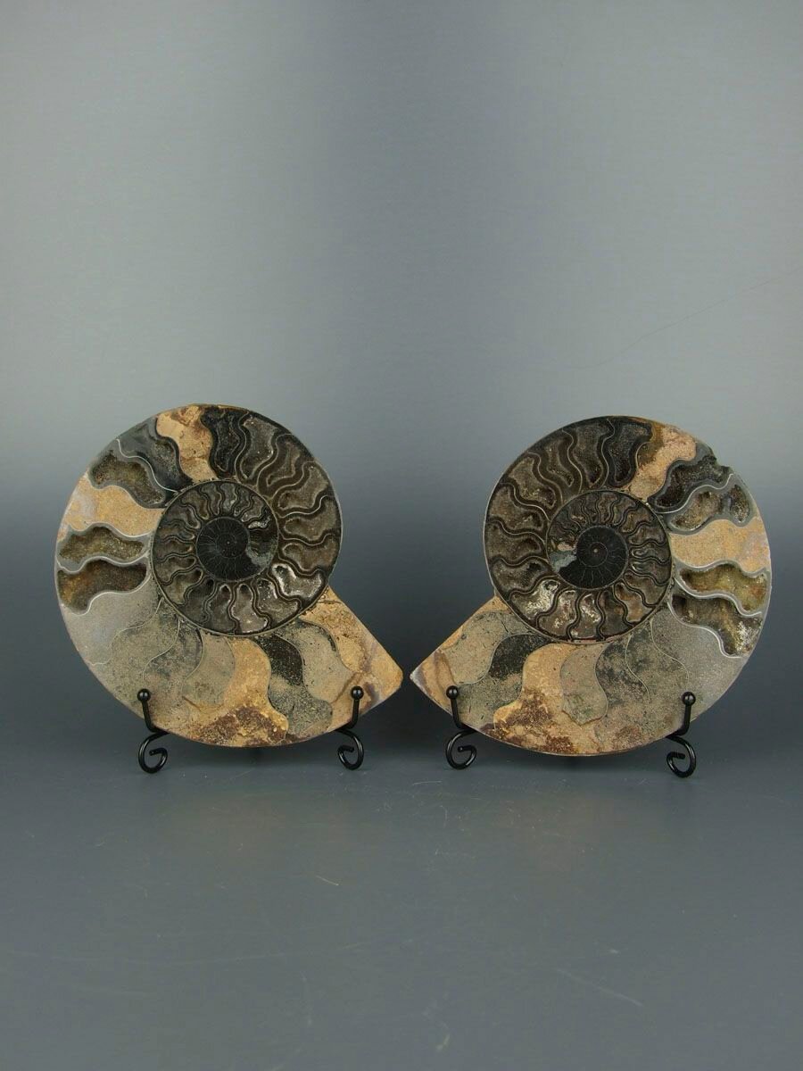 Аммонит натуральный на стол, пара на подставках, 17 см