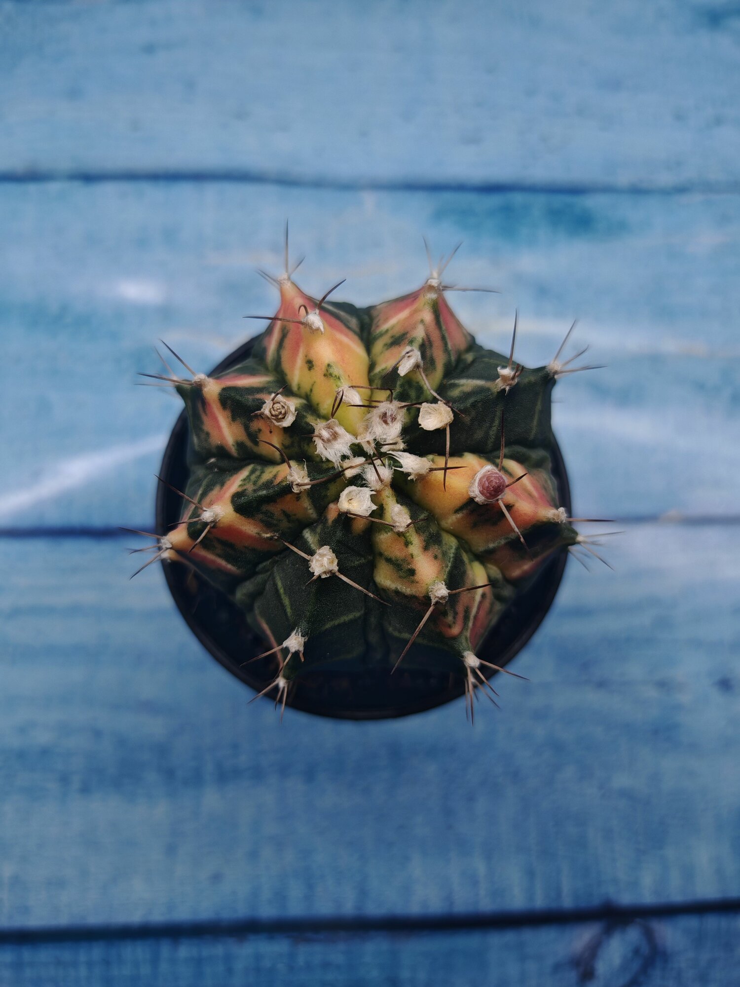 Кактус Gymnocalycium Variegata (Гимнокалициум Вариегатный) . Диаметр горшка 7 см. Субстрат Succuterra Classic и фирменный горшочек в комплекте.