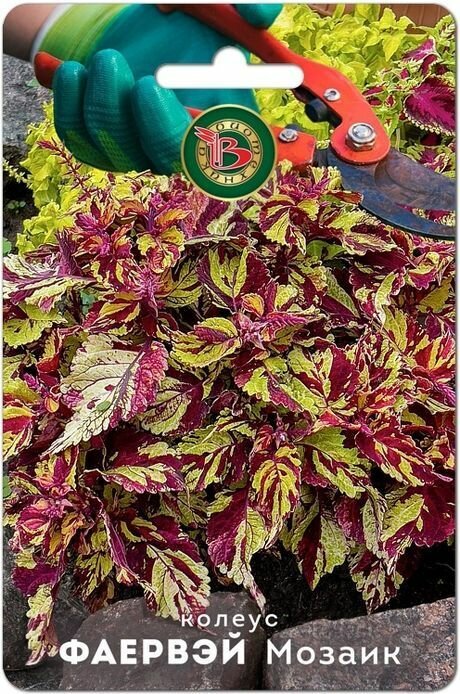 Колеус супер-компактный Фаервэй Мозаик