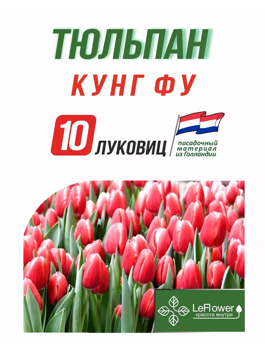 Тюльпан Луковица, Кунг Фу, 10шт