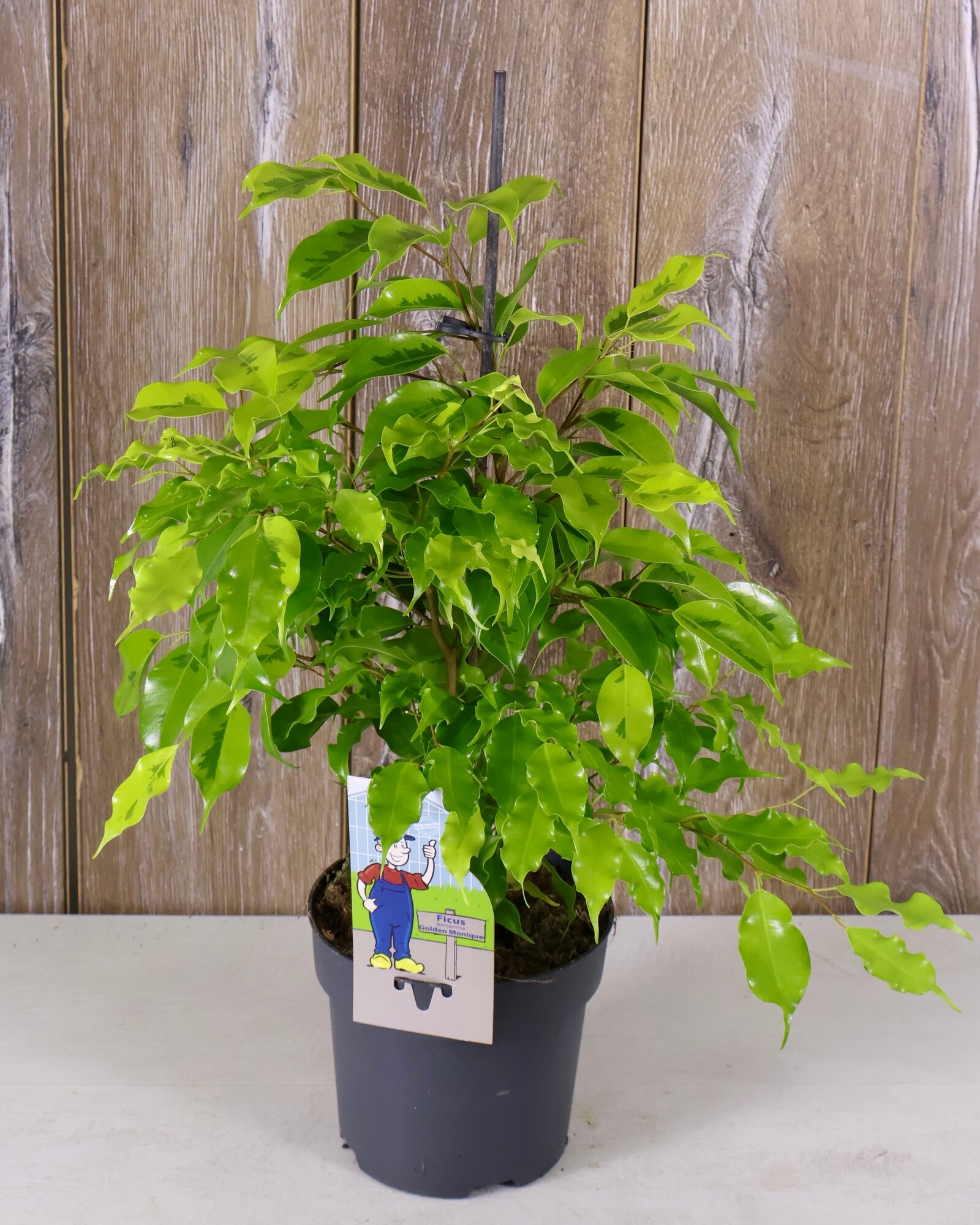 Фикус Бенджамина Голден Моник (D-17 H-65)