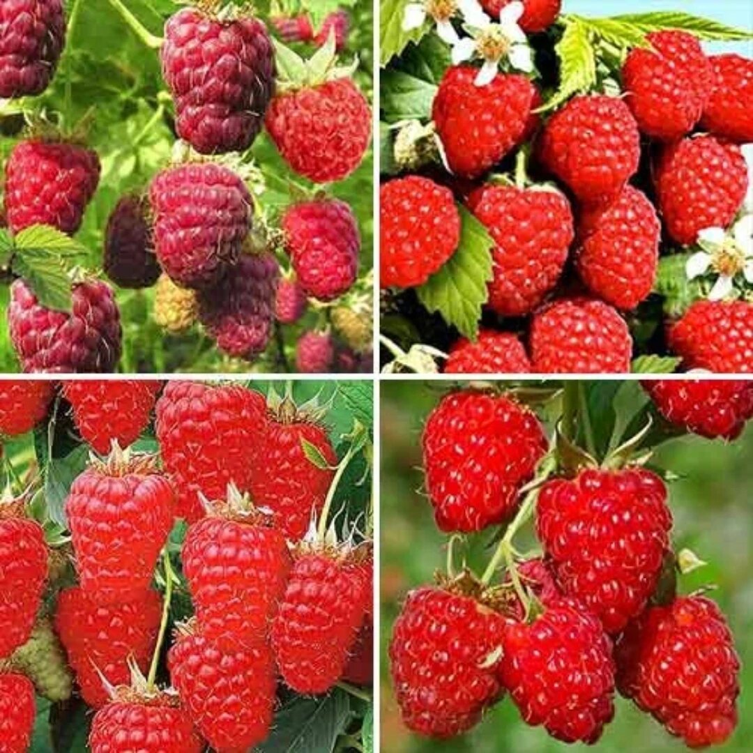 Комплект Малиновых деревьев Богатый урожай из 4 сортов / высокоурожайные