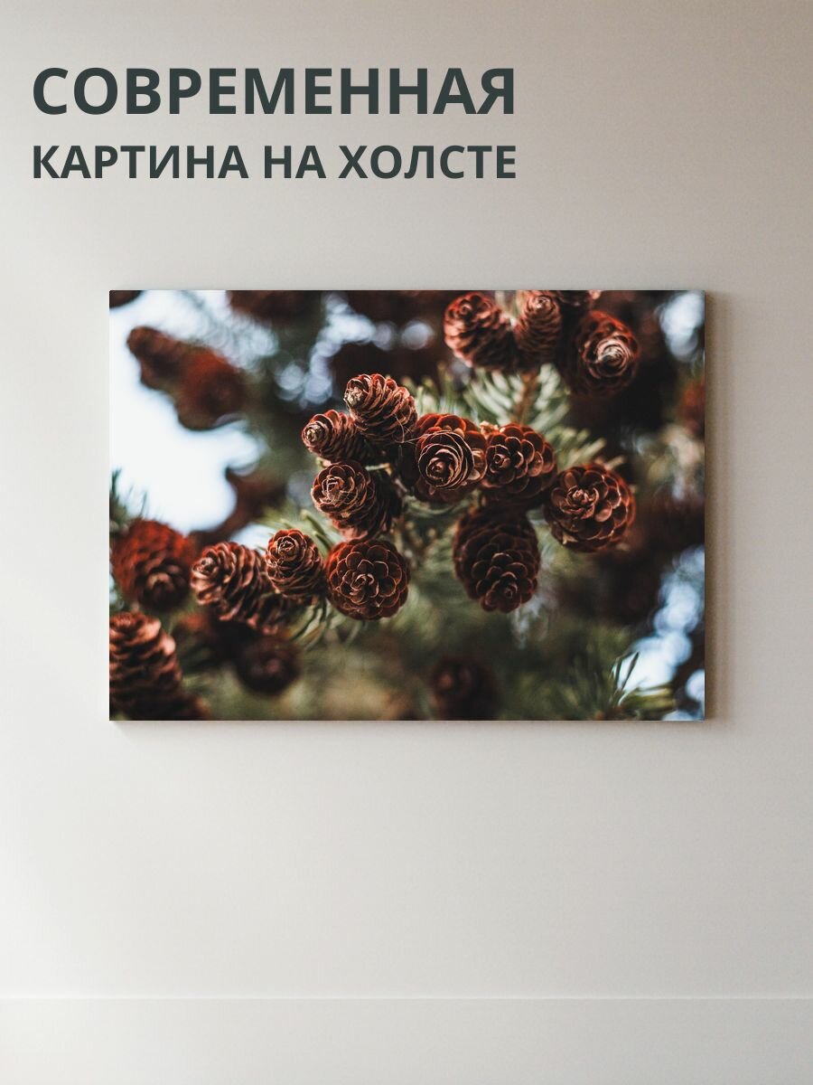 Картина на холсте Шишка 70x50 см