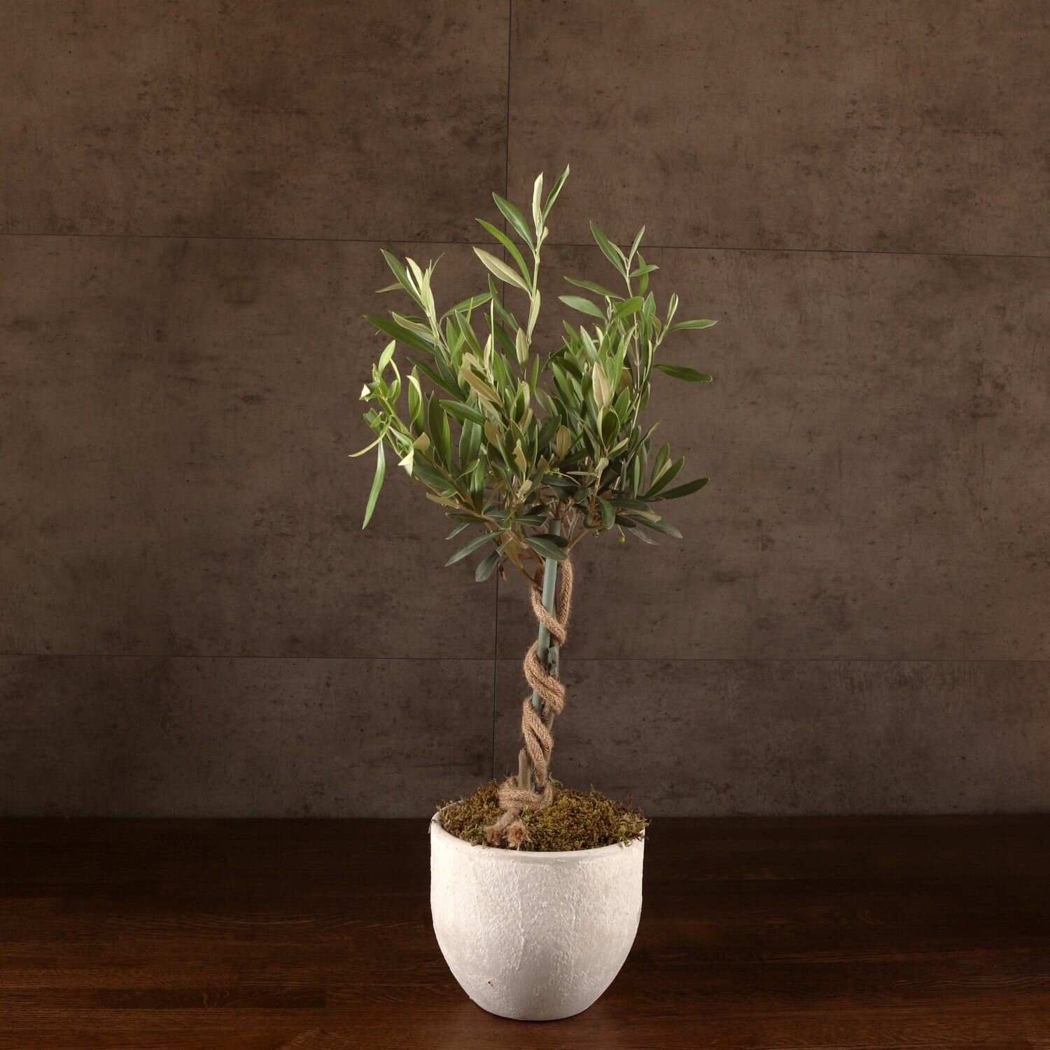 Оливковое дерево в глиняном кашпо 60/16