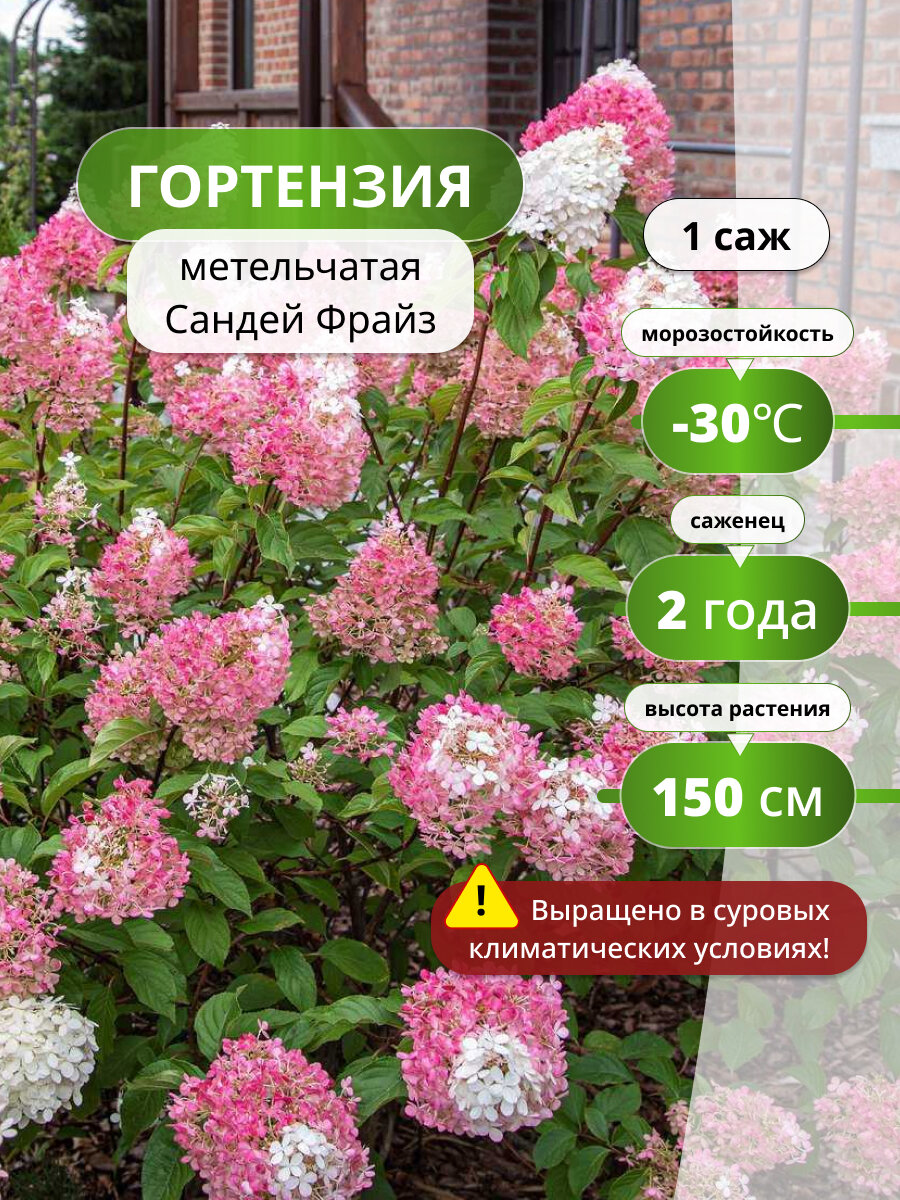 Гортензия метельчатая Сандей Фрайз, саженец гортензии, морозостойкий