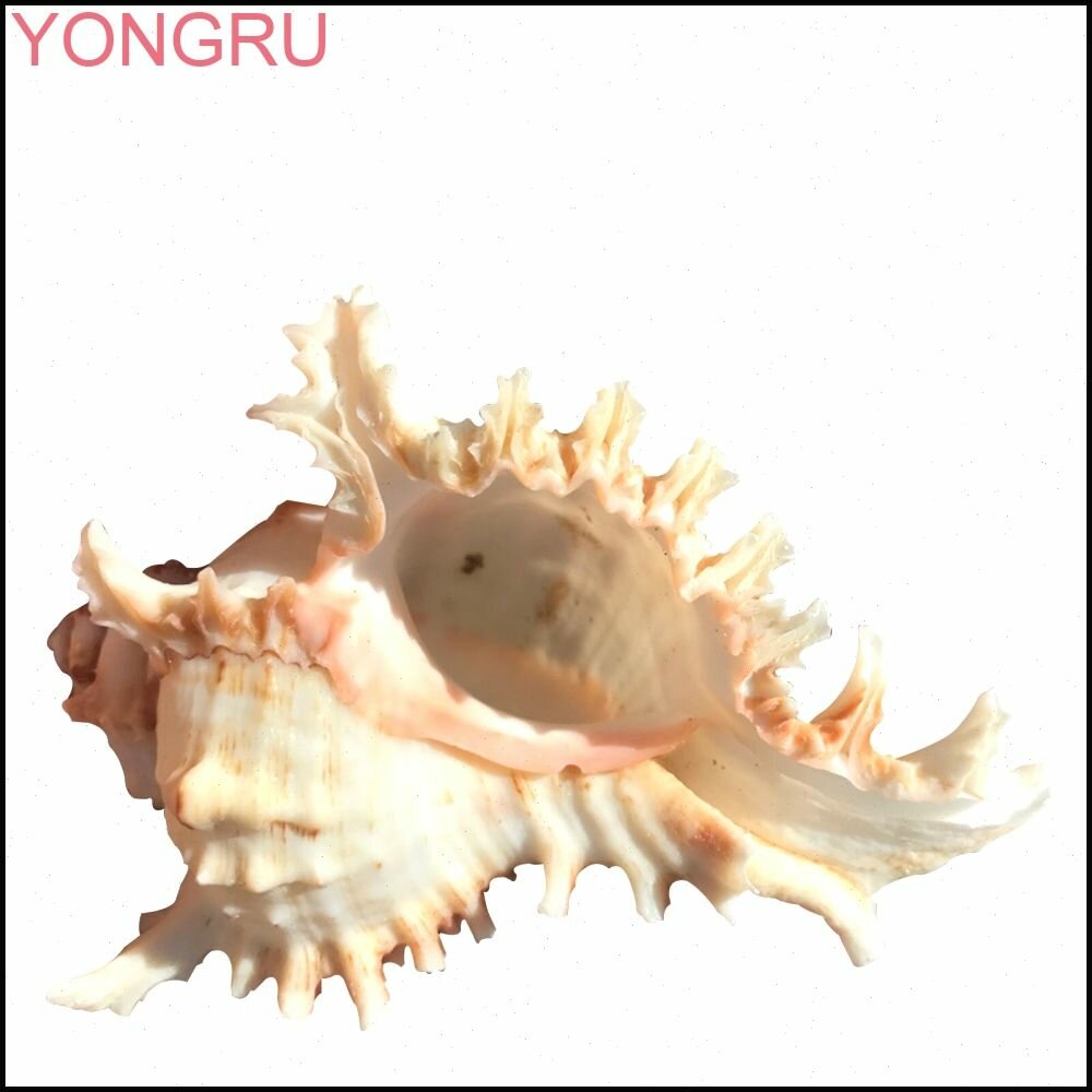 Украшение для аквариума, натуральная раковина конки, около 12 см