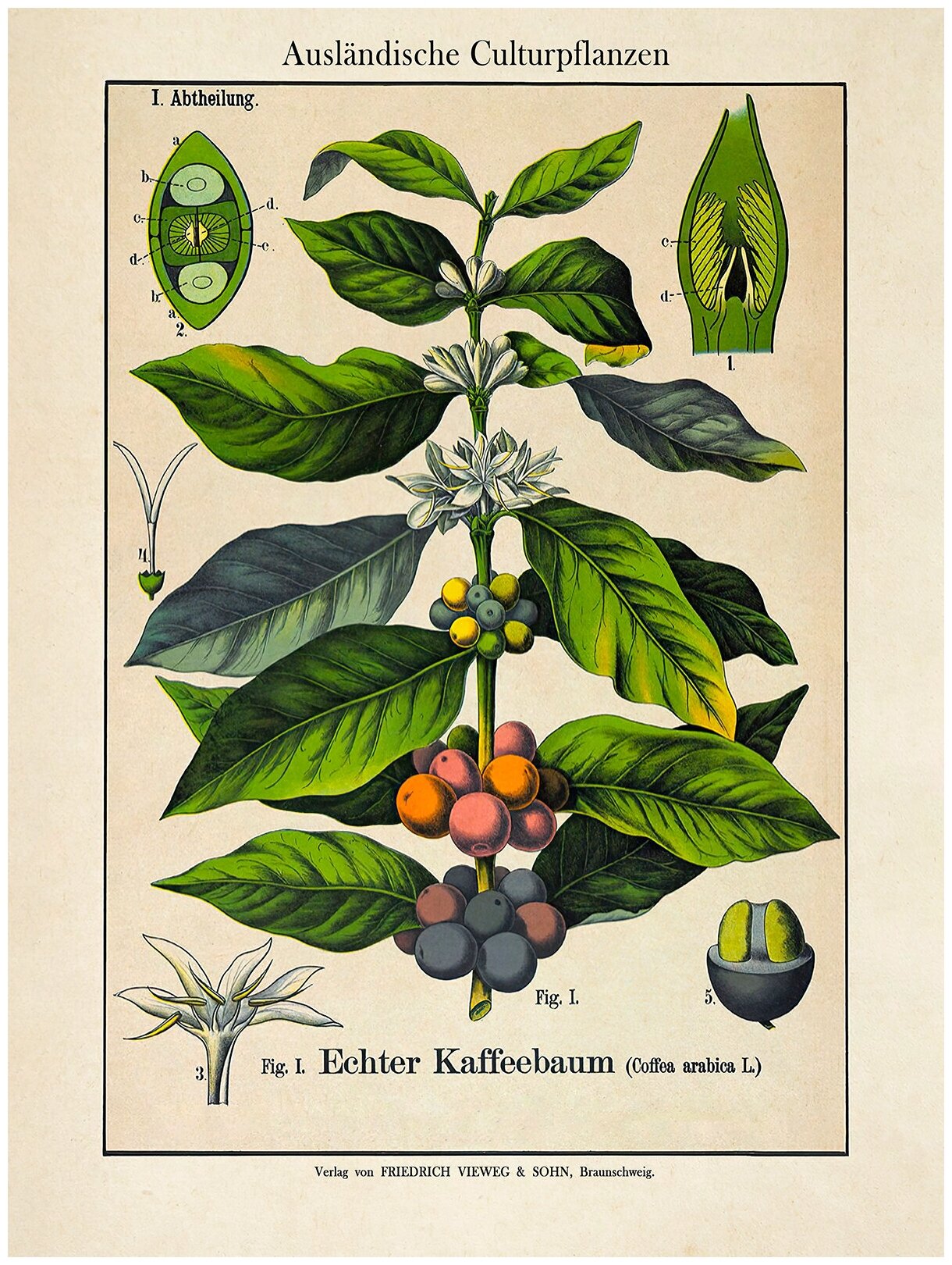 Постер / Плакат / Картина Кофейное дерево 50х70 см в подарочном тубусе