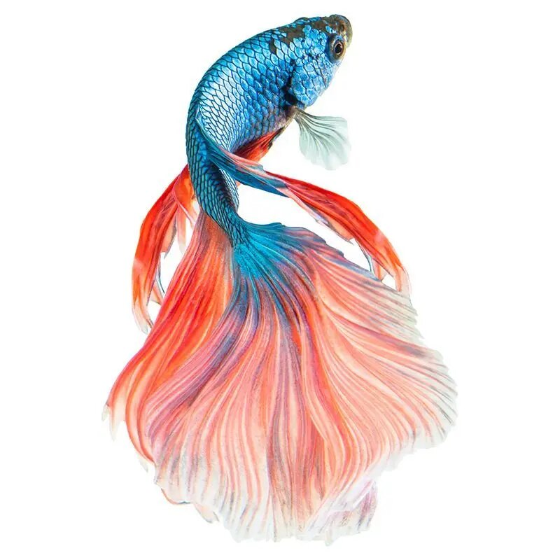 Наклейка «Красивая рыбка», наклейки на крышку унитаза, водонепроницаемая наклейка с изображением животных, используется для туалета, ванной комнаты, стены, автомобиля, ноутбука,