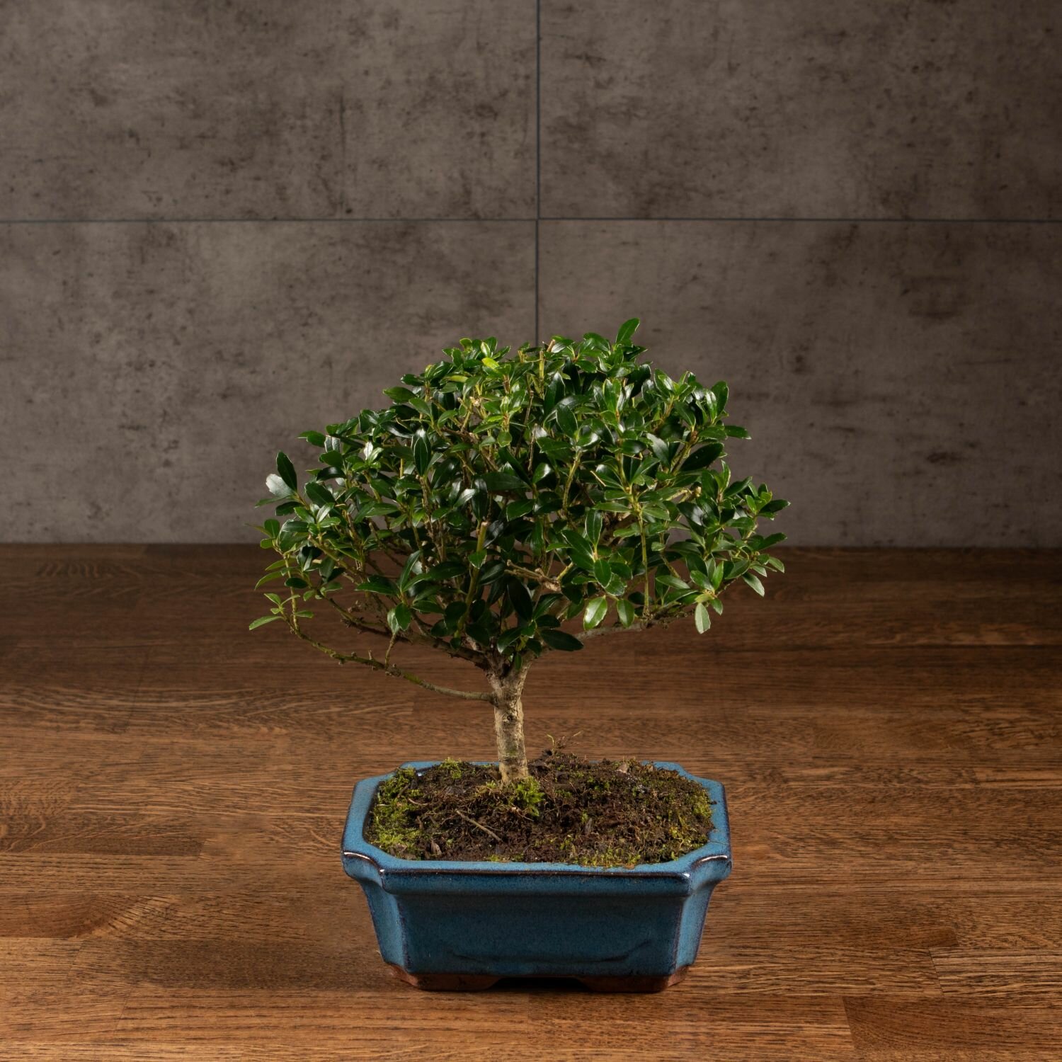 Бонсай Падуб в синей плошке 25 см