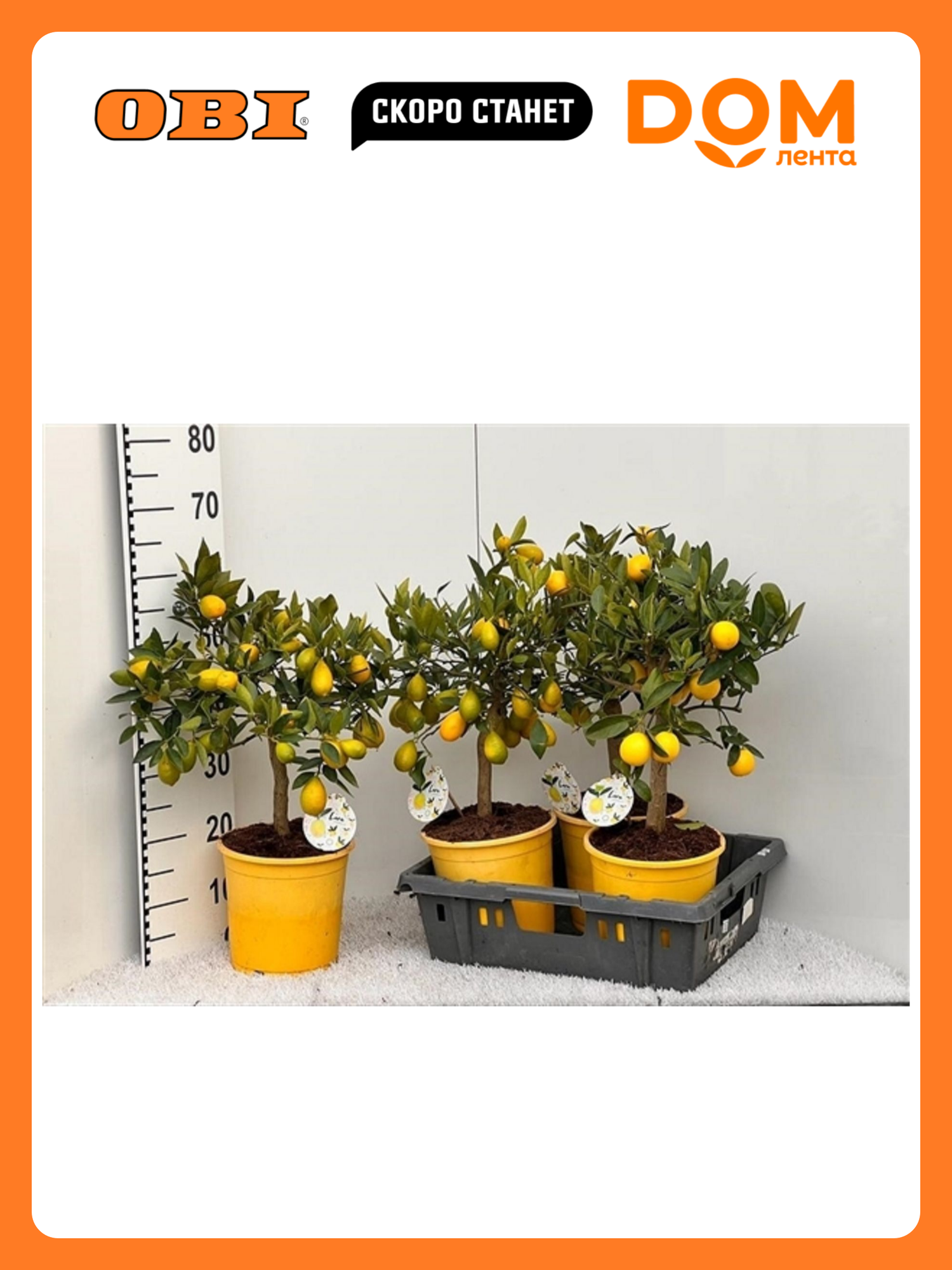 Цитрус "Лемон Лиза", декоративно-плодовый, высота 50 см, диаметр горшка 15 см