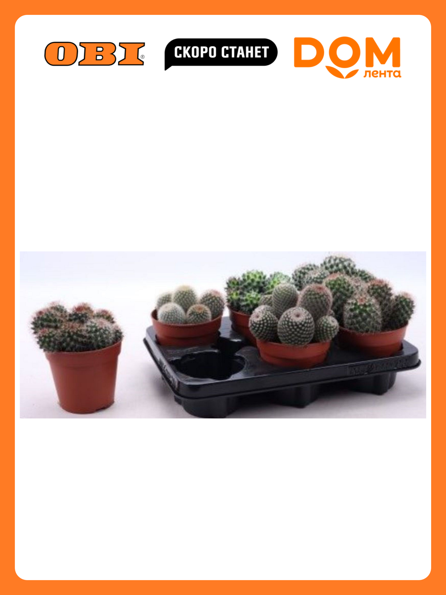 Набор растений Кактус микс, 6 шт, высота 20см, диаметр горшка 12см