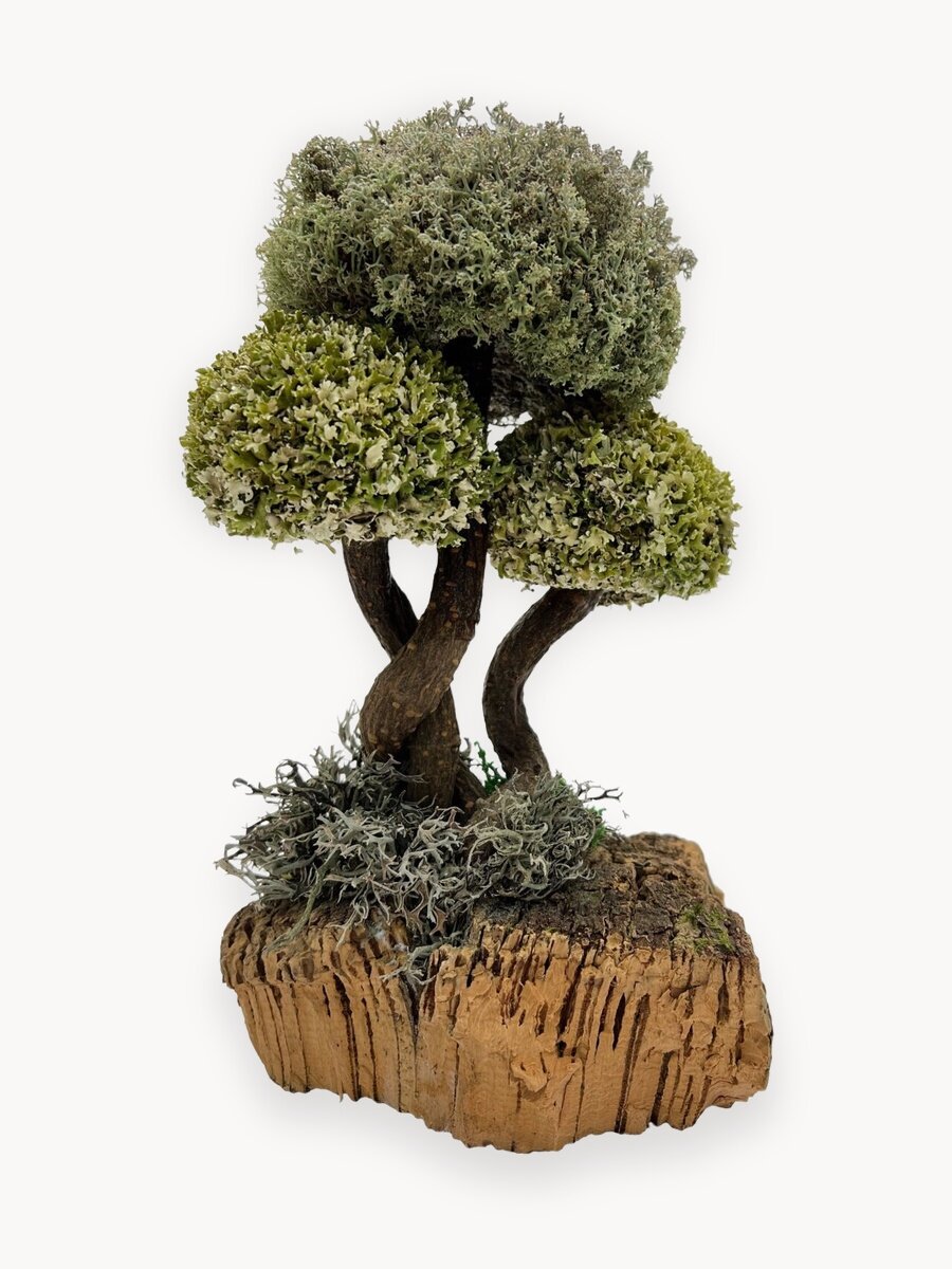 Цетрария дерево, исландский мох / Бонсай живое дерево с тремя кронами, 30 см