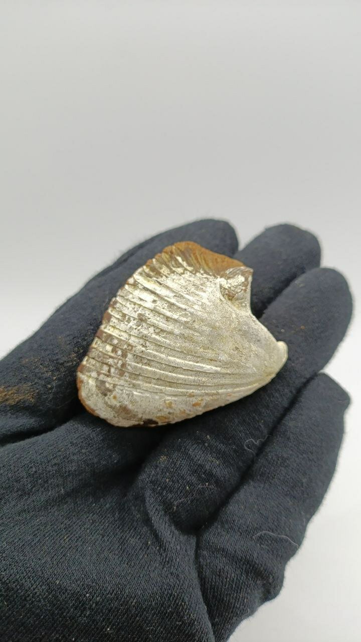 Окаменелость, двустворчатый моллюск Arcicardium, 36 гр.