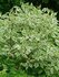 Дерен белый "Элегантиссима" (Cornus alba Elegantissima) / 1 шт