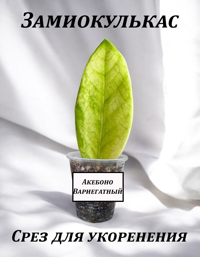Замиокулькас (срез для укоренения) Акебоно Вариегатный редкий сорт