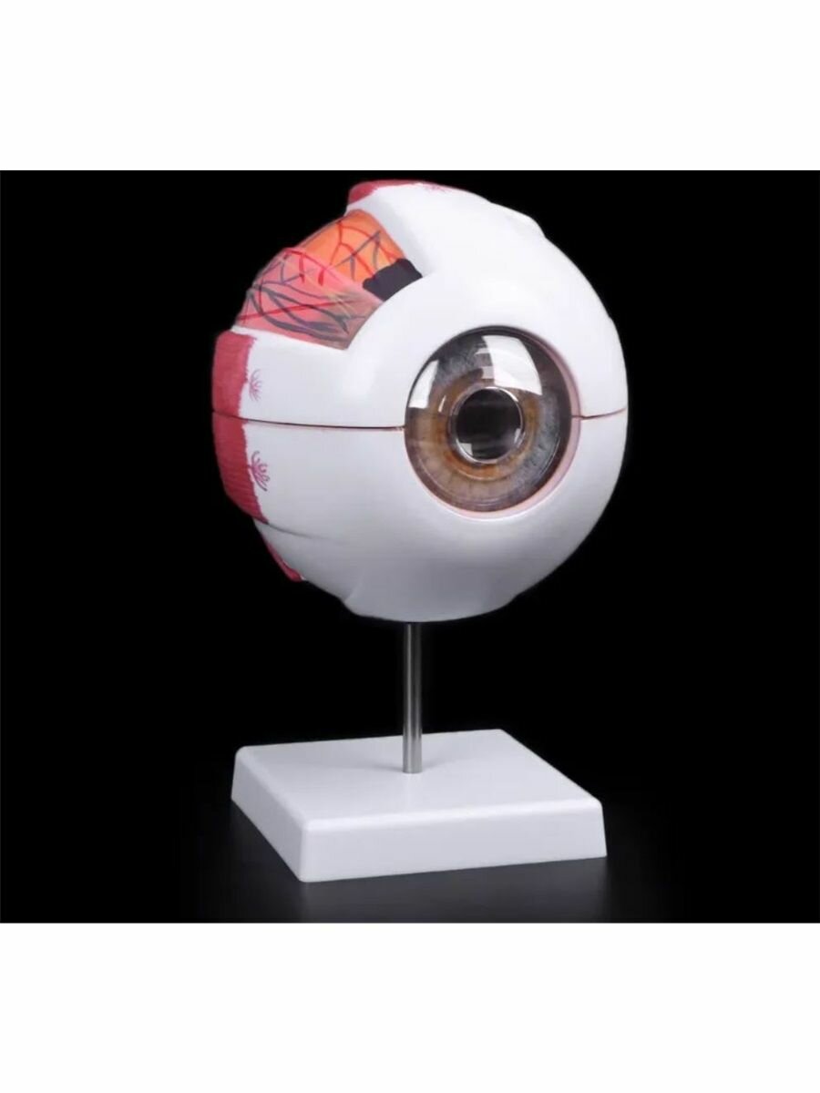 Разборная анатомическая модель глазного яблока человека / Учебный макет глаза