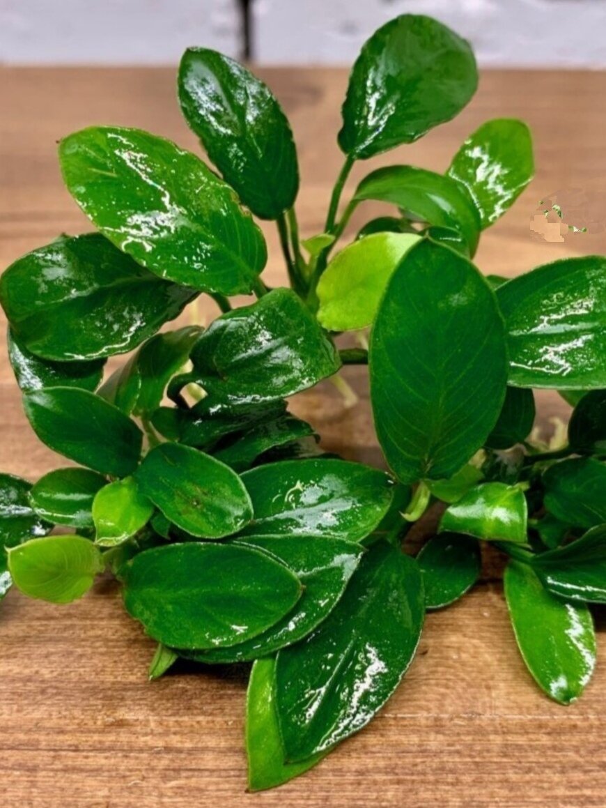 Анубиас Нана Карликовый/аквариумное растение для переднего плана