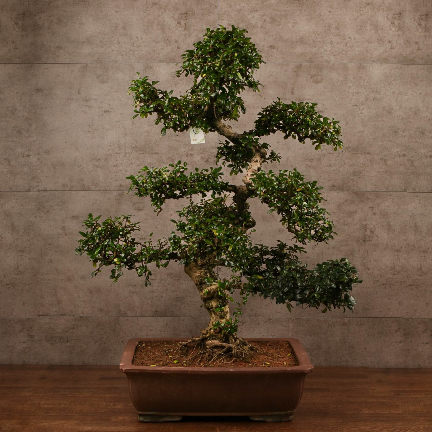 Бонсай Кармона 105 см