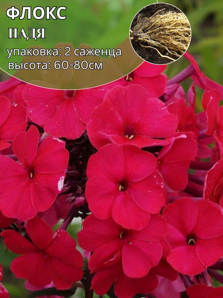 Флокс Надя, 2 саженца