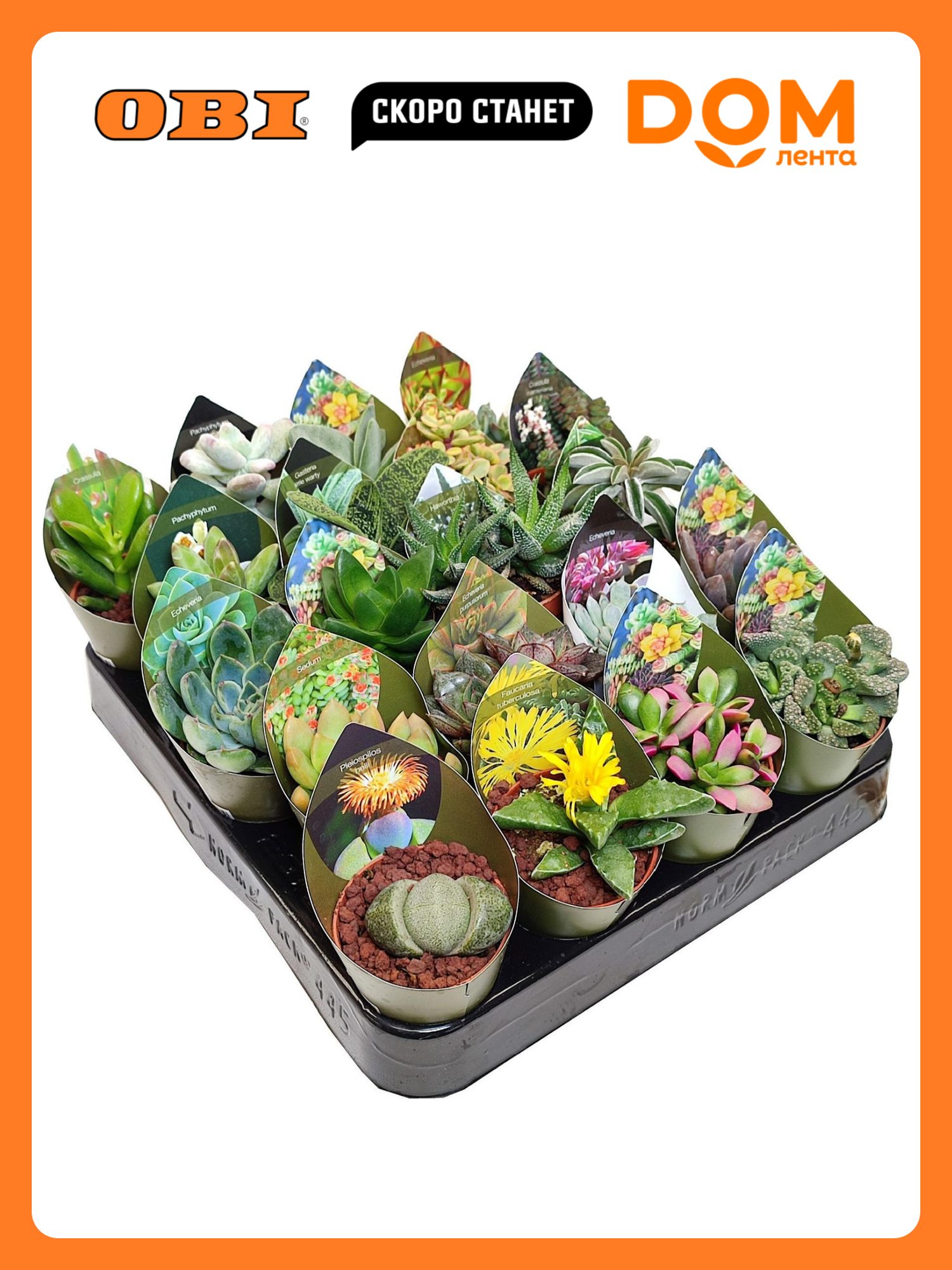 Суккулент 905089, декоративный, лиственный, разноцветный, D5,5 см