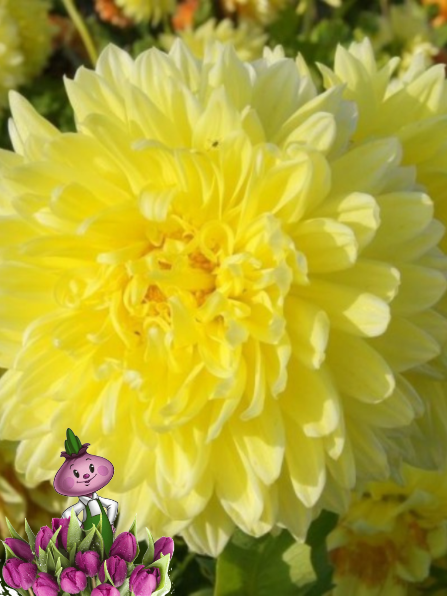 Клубни цветов, chipollino flowers, Георгина BILBAO (1 клубень)