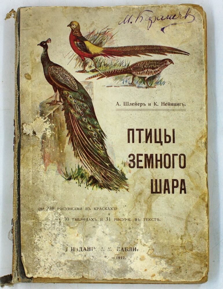 Птицы земного шара