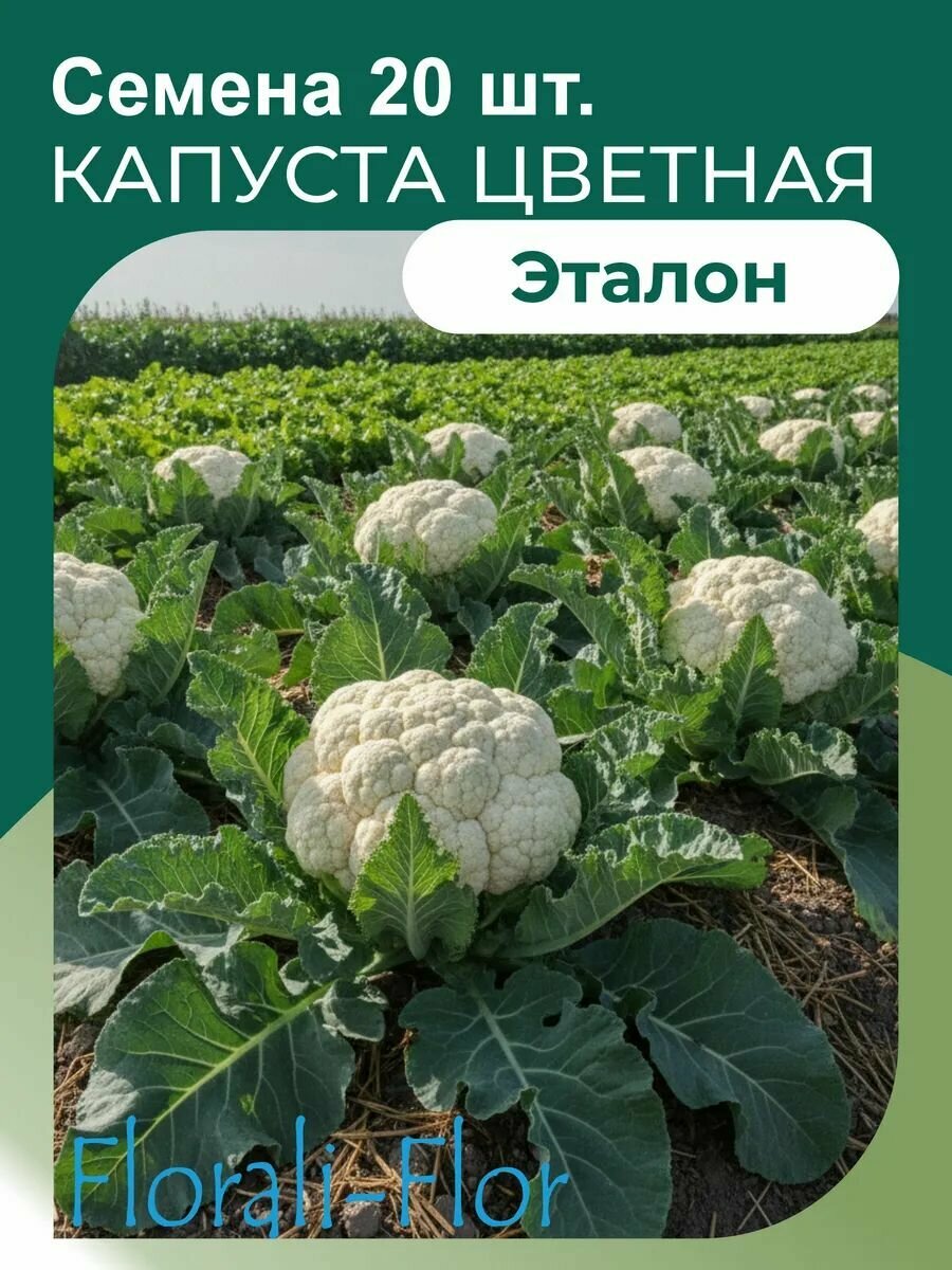 Капуста Цветная Семена
