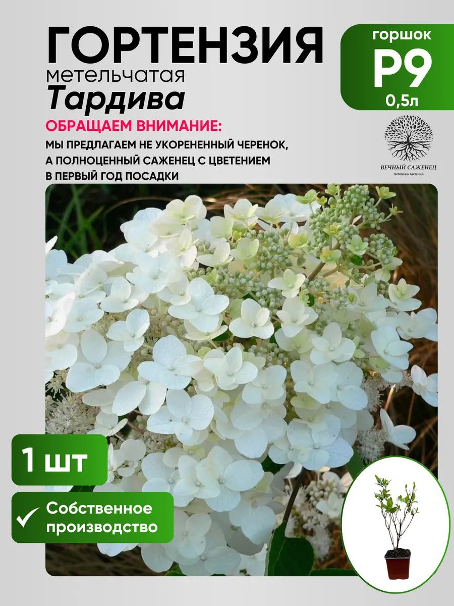 Гортензия метельчатая Тардива, саженец для сада и дачи, декоративное растение для посадки