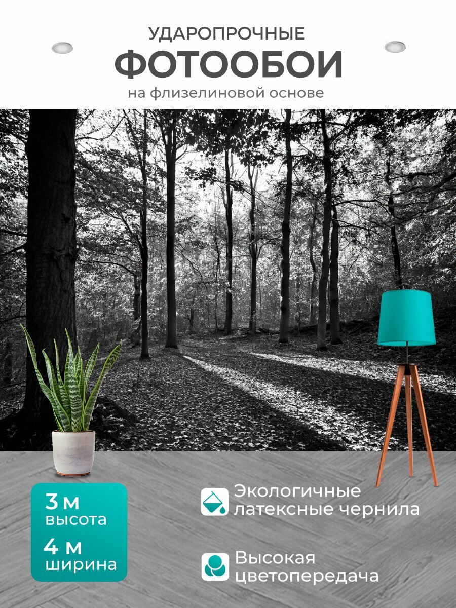 Фотообои моющиеся ударопрочные "Фотообои лес в стиле черно-белый: осенний лес с опавшими листьями, глубокими тенями и теплым светом, создающим ощущение" 400x300 см. флизелиновые на стену