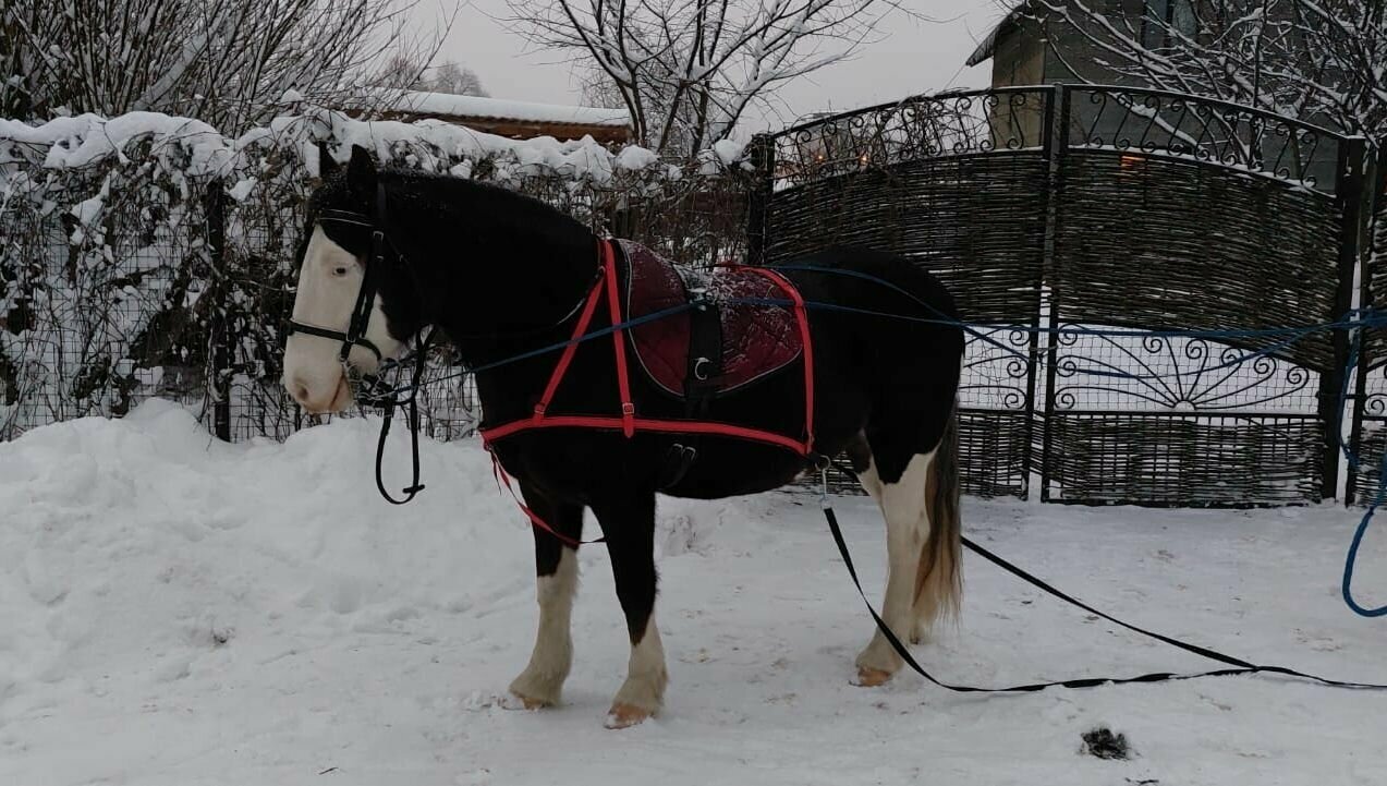 Шлейка для катания на ватрушке для пони и ослика, скиджоринг-красная