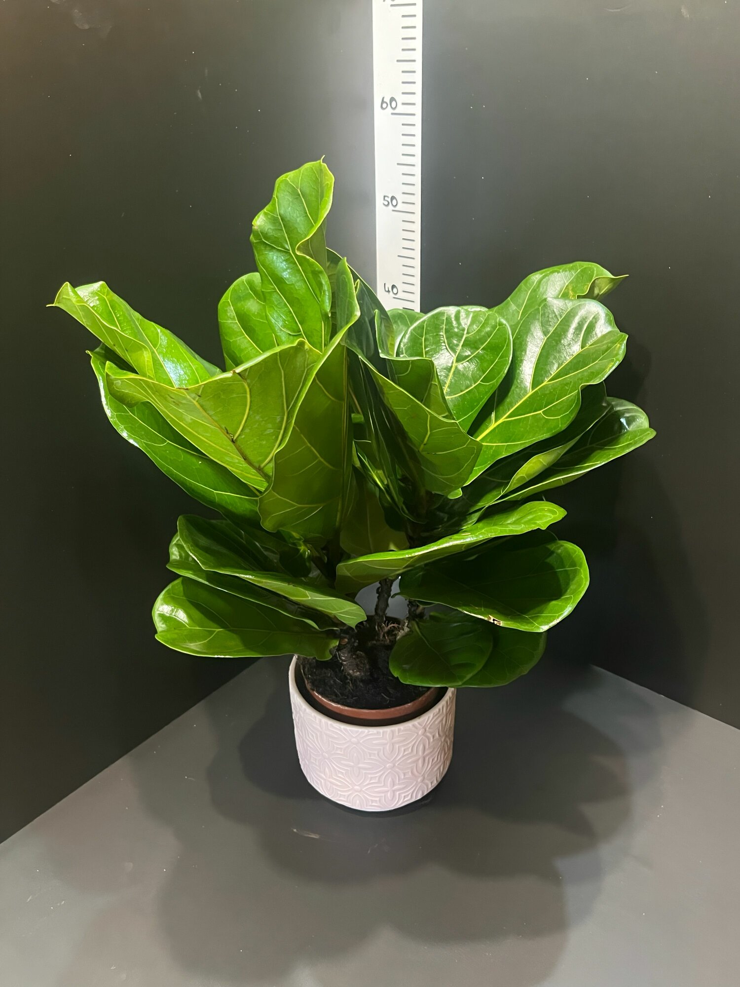 Фикус Лирата Бамбино три ствола 60*14