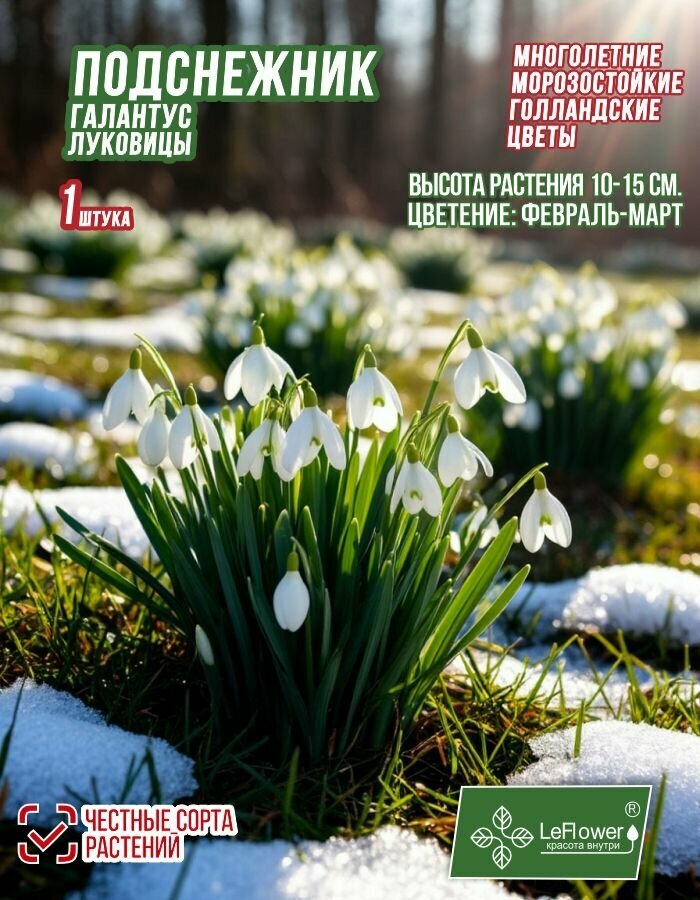 Подснежник Луковица цветов, 1шт