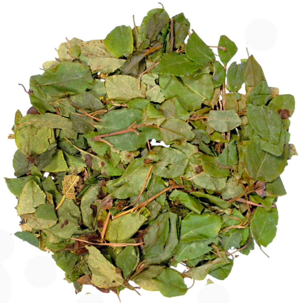 Беловодье/Боровая матка (ортилия однобокая) 25г.