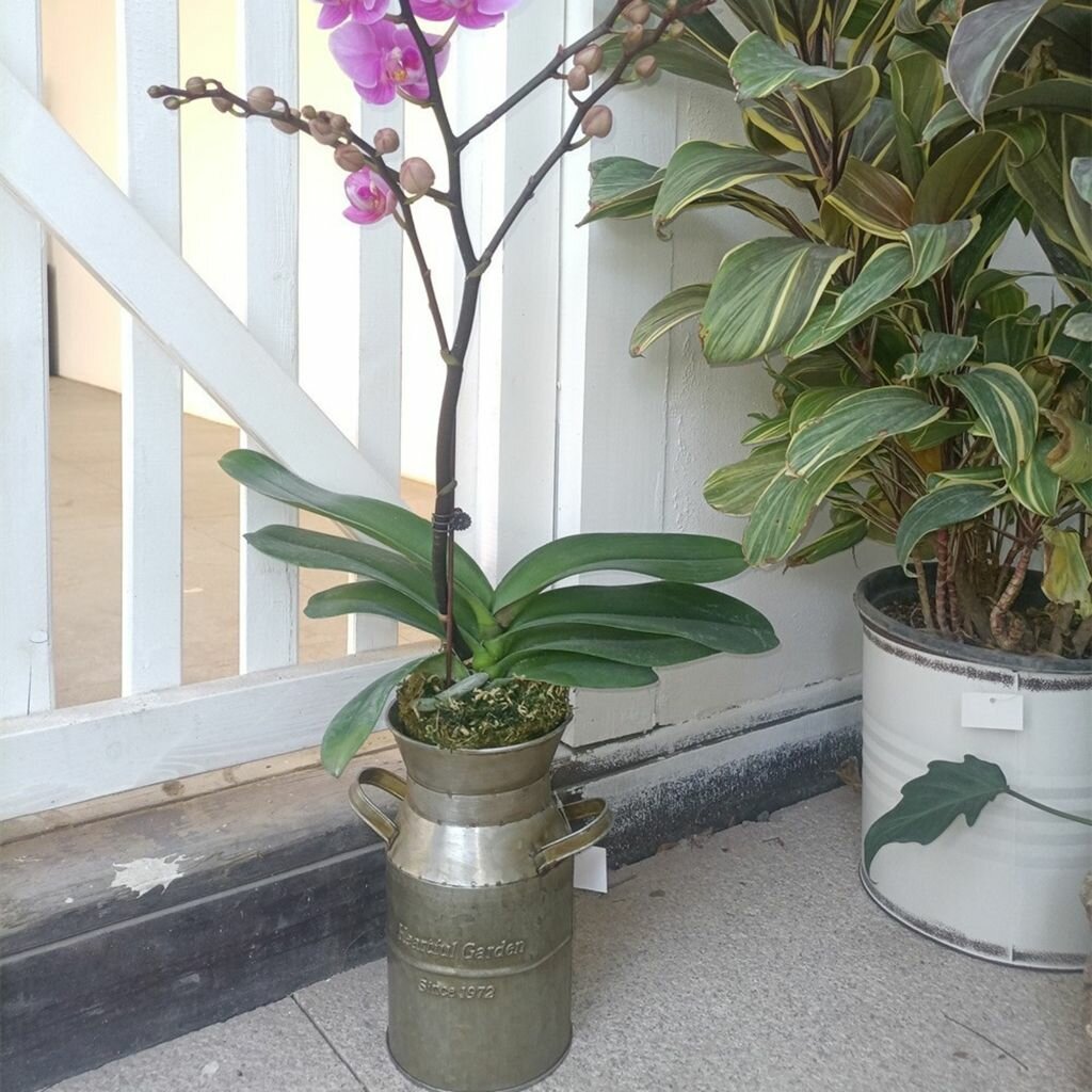 Металлическая банка для молока