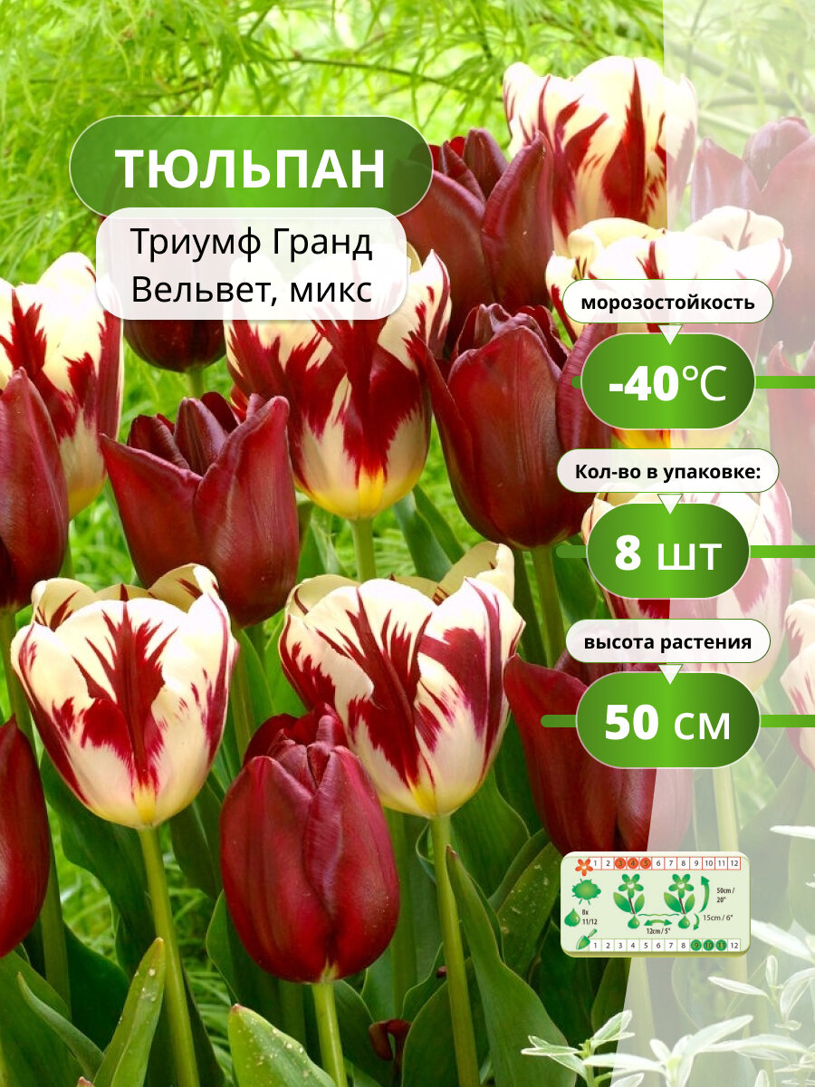 Тюльпан Триумф Гранд Вельвет (8 лук), микс / луковичные цветы