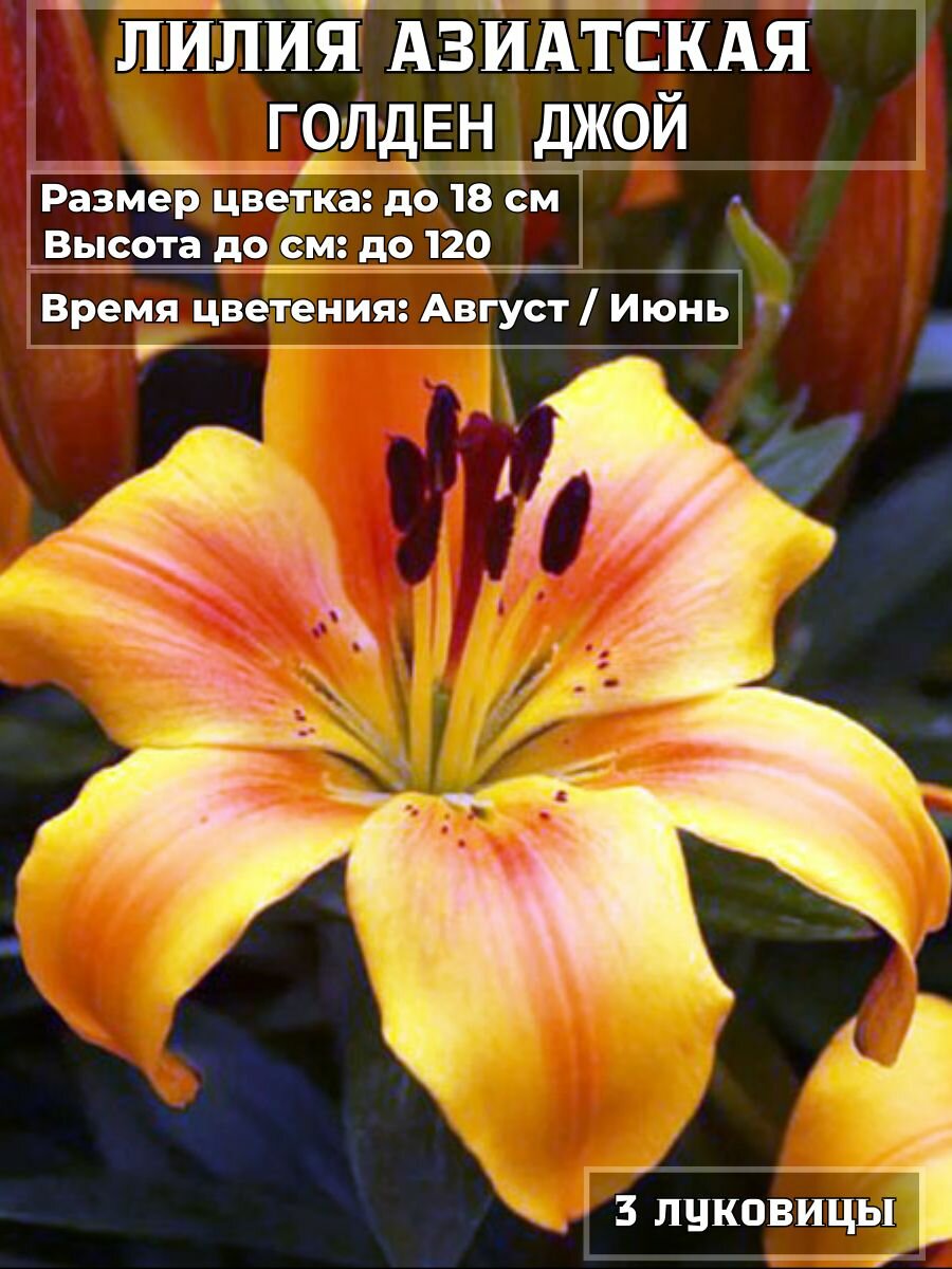 Лилия азиатская Голден Джой, 3 луковицы