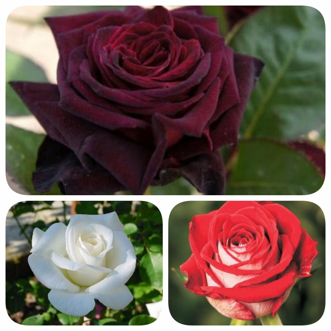 Комплект чайно-гибридных роз Люксор 3 шт