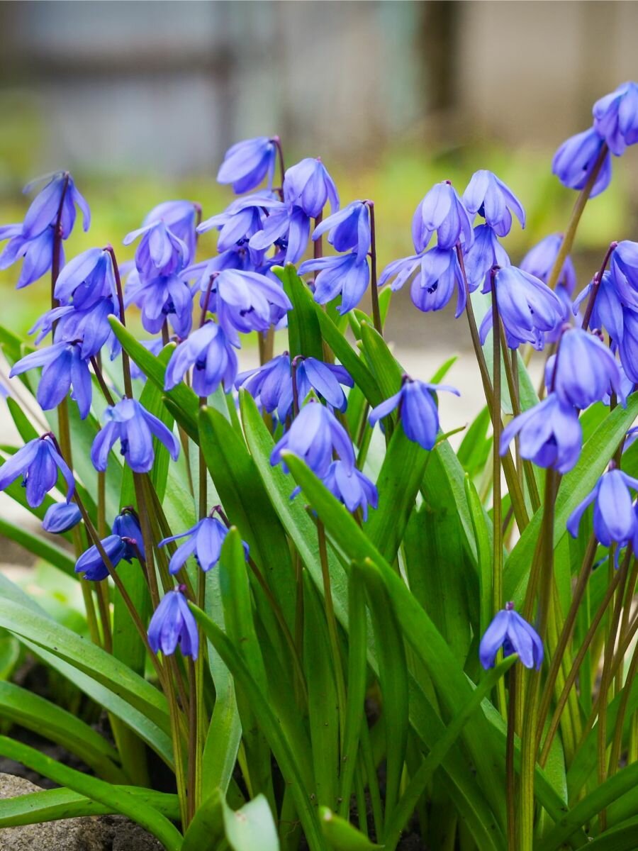 Пролеска луковицы Holland Bulb Market "Спринг Бьюти", многолетние, 10 шт