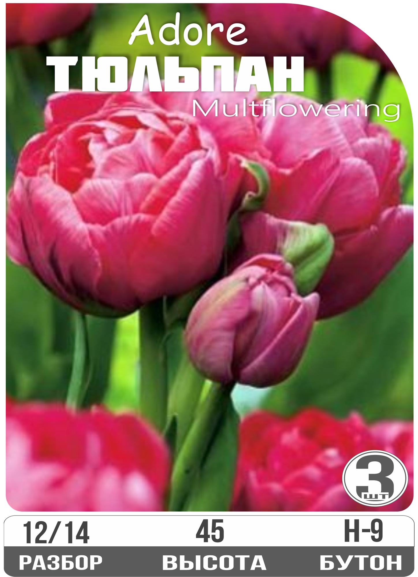 Тюльпаны многоцветковые Адоре, 3 шт, луковицы разбор 12/14 Eywa