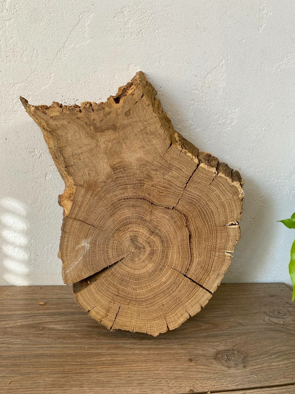Спил дуб . Габаритные размеры 32х27х6,5 см. Калиброванный. Шлифованный с 2-х сторон,