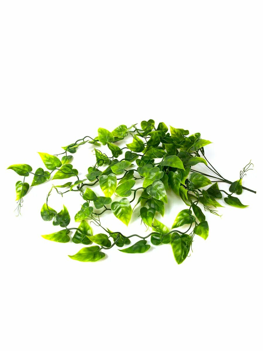Растение для террариумов "Gape Leaf Vine", 200см