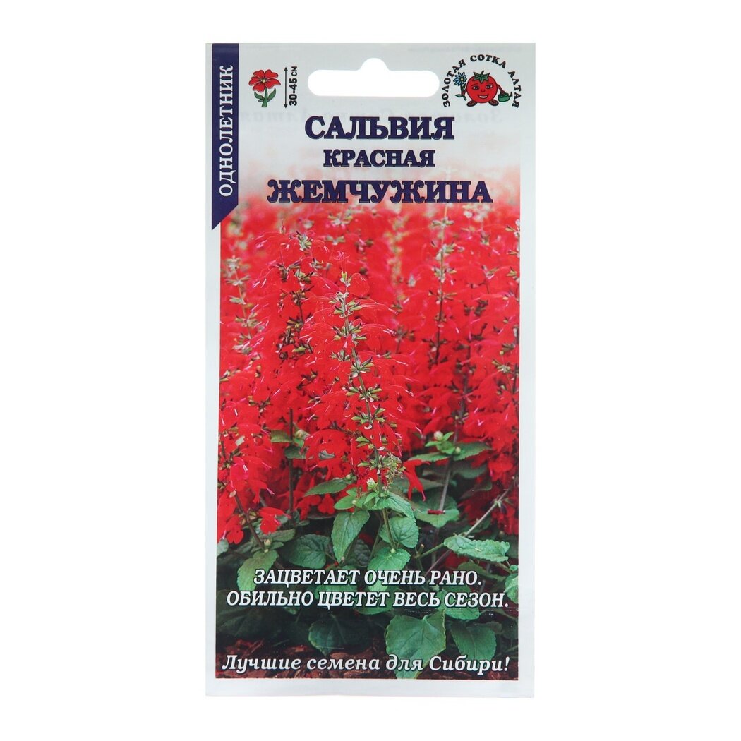Семена цветов золотая сотка алтая "Сальвия Красная Жемчужина", многолетние, 0,1г