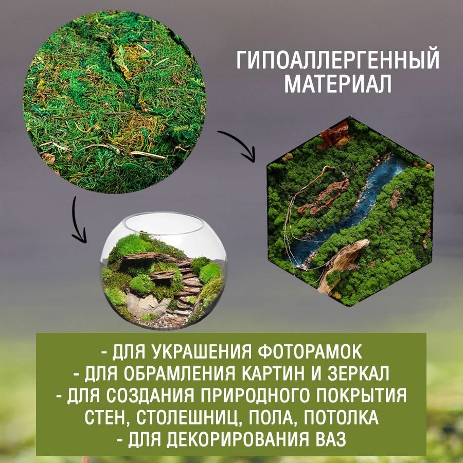 Стабилизированный мох — фото 1