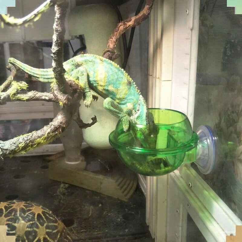 4 шт. Миска для кормления домашних животных, монтируемая для гекконов, ящериц, черепах, аксессуары для бородатых драконов, контейнер для рептилий, чашка для хамелеонов