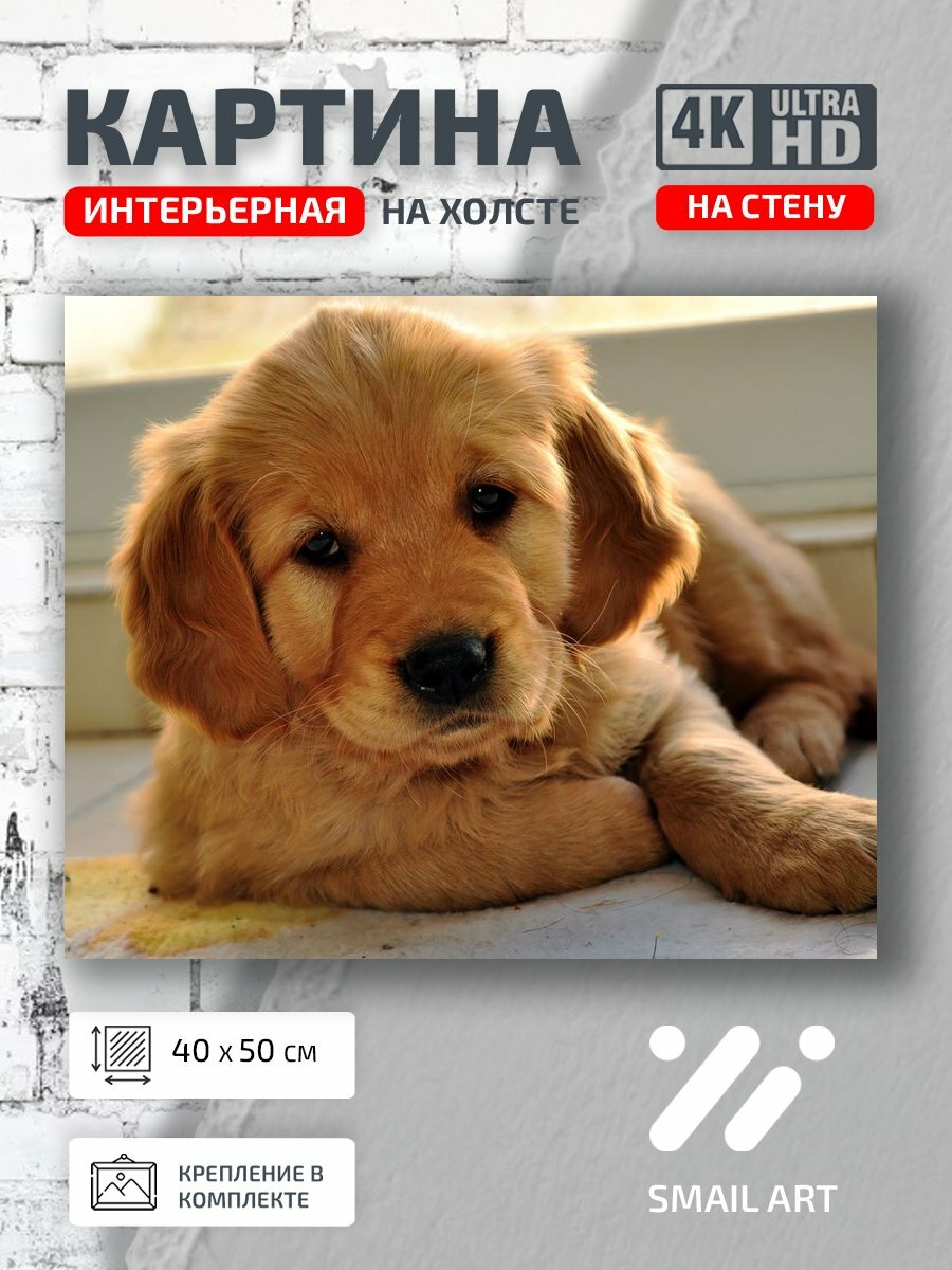 Картина на холсте интерьерная 40 на 50 на стену Пес Mood для офиса атмосфера интерьер декор