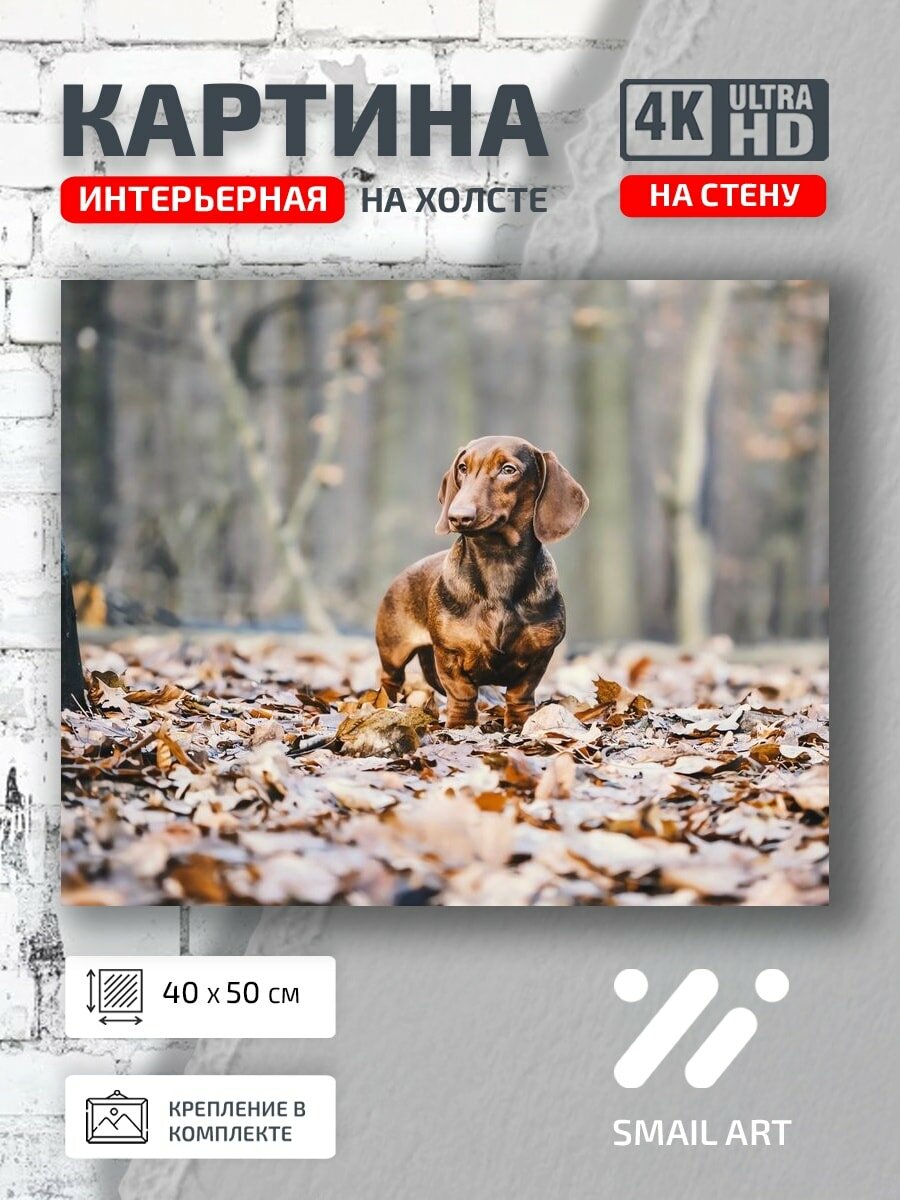 Картина на холсте интерьерная 40 на 50 на стену Животные Такса для гостиной атмосфера