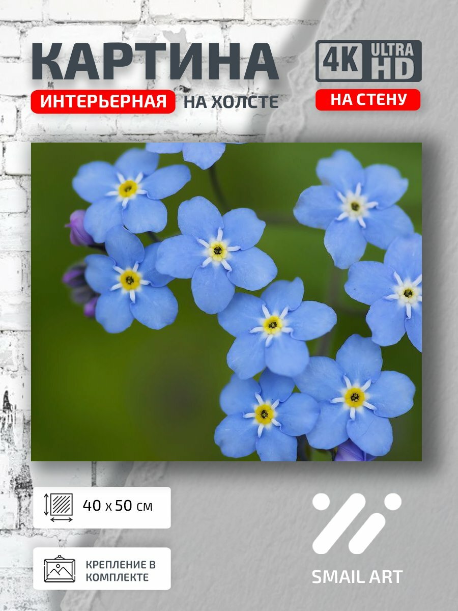 Картина на холсте интерьерная 40 на 50 на стену Незабудки Mood для студии атмосфера декор