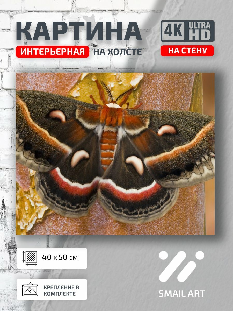 Картина на холсте интерьерная 40 на 50 на стену Дерева Mood для кабинета атмосфера интерьер