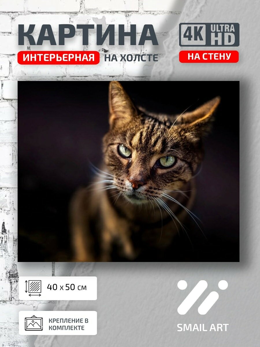 Картина на холсте интерьерная 40 на 50 на стену Животные Кот для офиса атмосфера