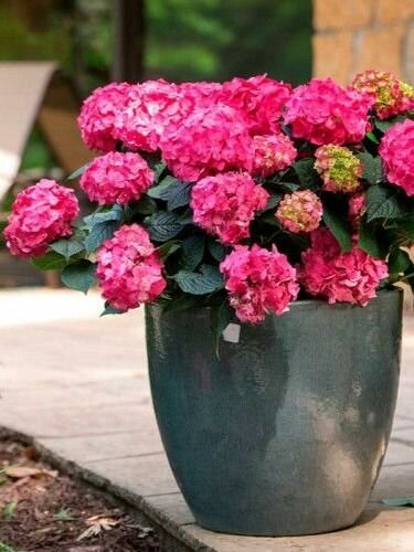 Гортензия крупнолистная Эндлесс Саммер Лав (контейнер 1 л) / для дачи, сада, дома и балкон